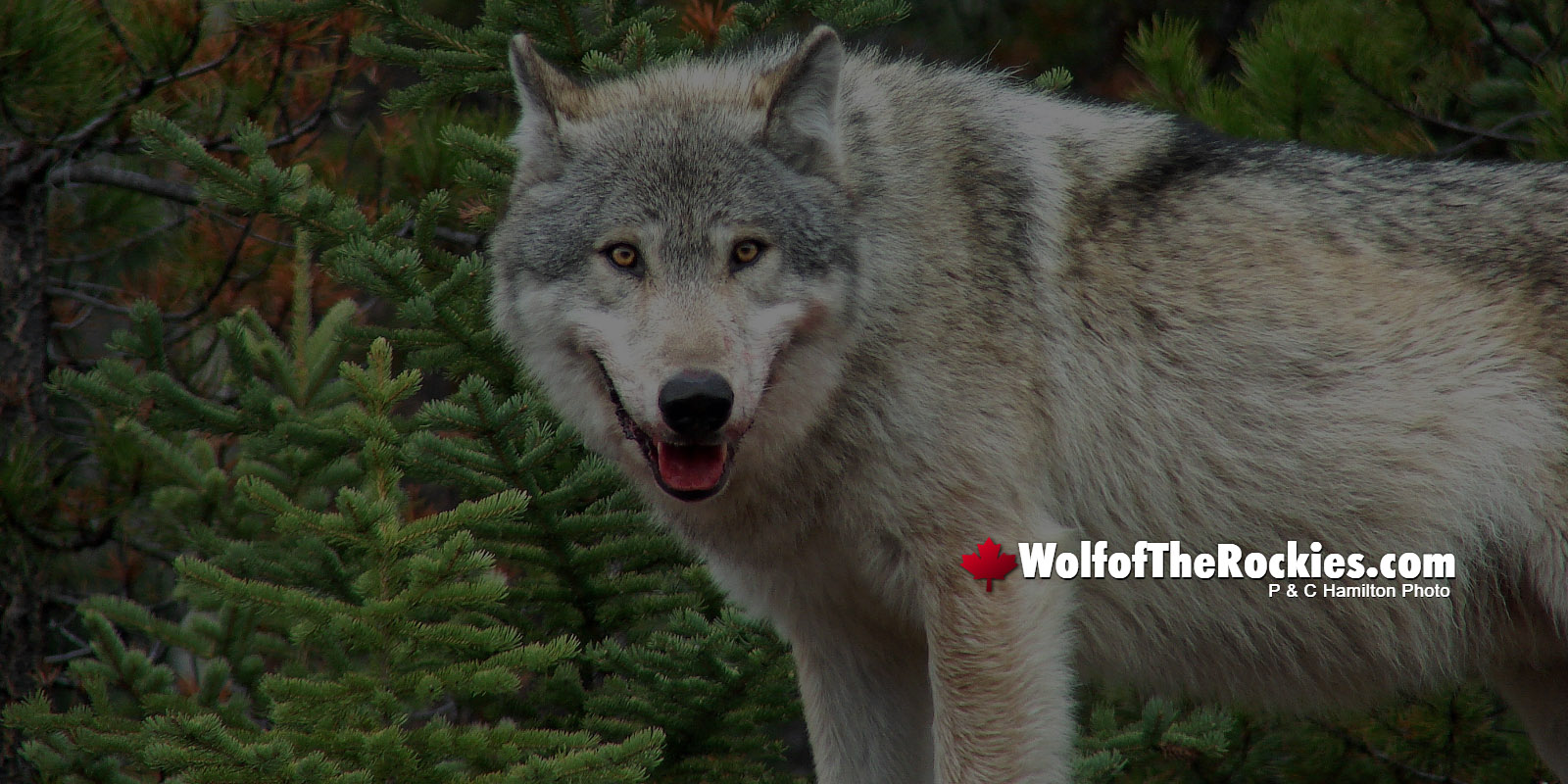 Wolves of the Rockies